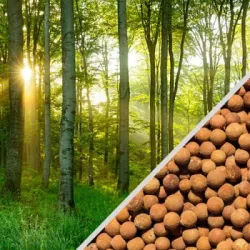 Tree Plant Seeds | BAZODO