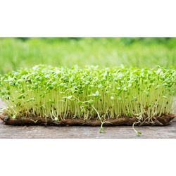 Palak Seeds - Micro Greens Pack | BAZODO