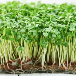 Cauliflower Microgreen Seeds (25 g) | BAZODO