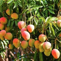 Dwarf Kottukonam Mango Plant (Grafted) | BAZODO India | BAZODO