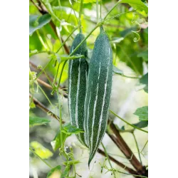 Snake Guard 10 Seeds Packet | BAZODO