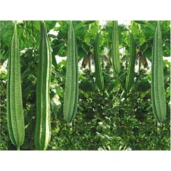 Ridge Guard 15 Seeds Packet | BAZODO