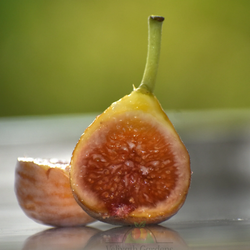 Pune Red Fig Plant | Live Ficus Carica | BAZODO | BAZODO