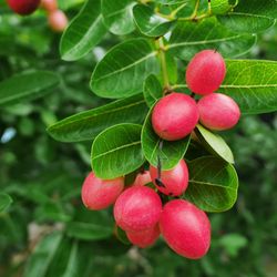 Bakery Cherry Plant (Karonda) Live - BAZODO Garden | BAZODO