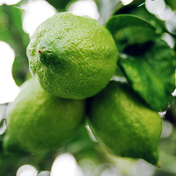 Gondhoraj Lemon Plant | Grow Fragrant Lemons | BAZODO India | BAZODO