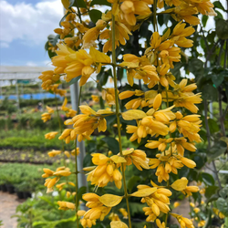 Golden Cascade Creeper Live Plant - BAZODO's Blooming Beauty | BAZODO
