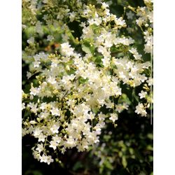Manimulla Live Plant | Porana Paniculata | BAZODO | BAZODO