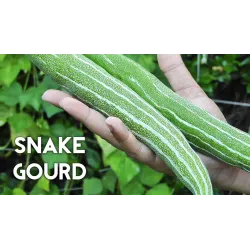 Snake Guard 10 Seeds Packet | BAZODO