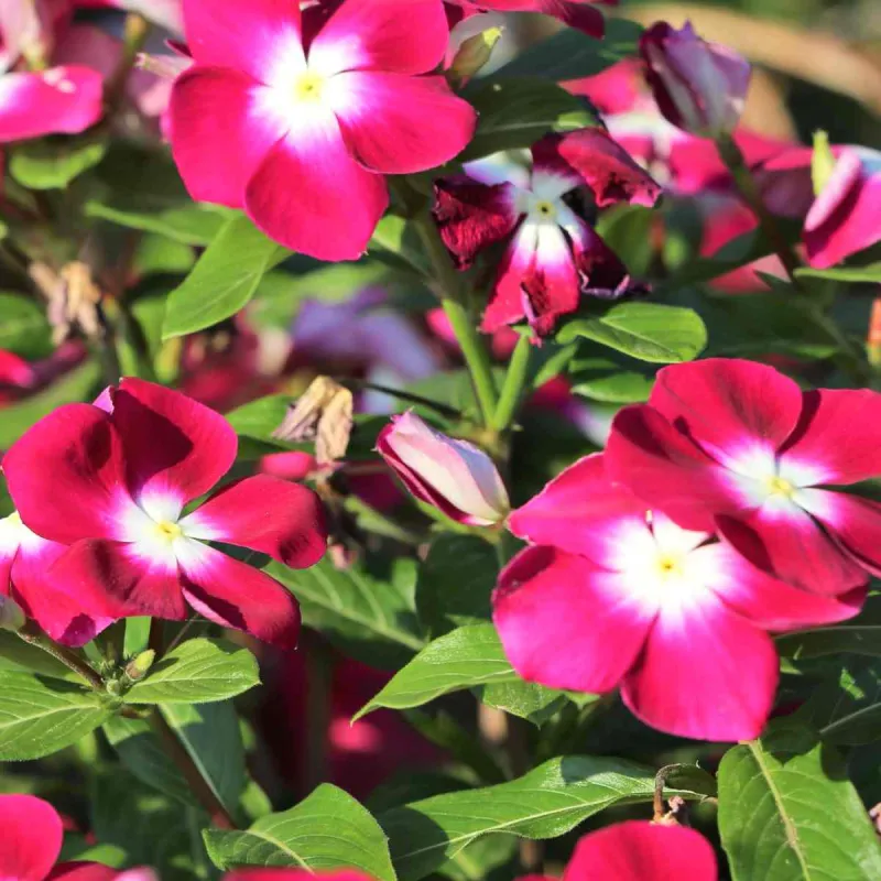 vinca rosea mixed seeds